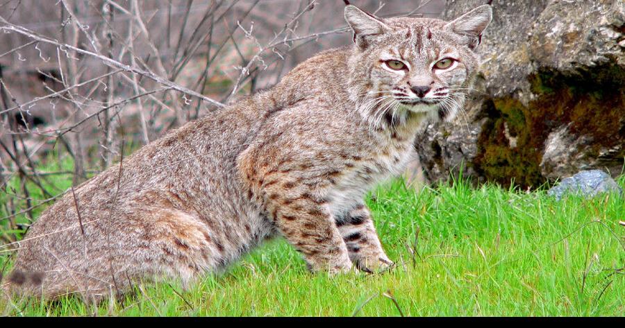 ‘Aggressive’ bobcat attacks two children in Georgia, officials say ...