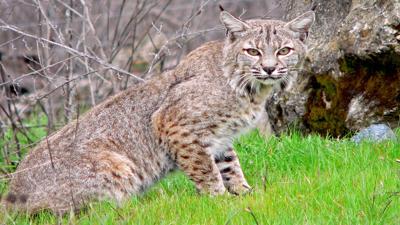 are bobcat aggressive
