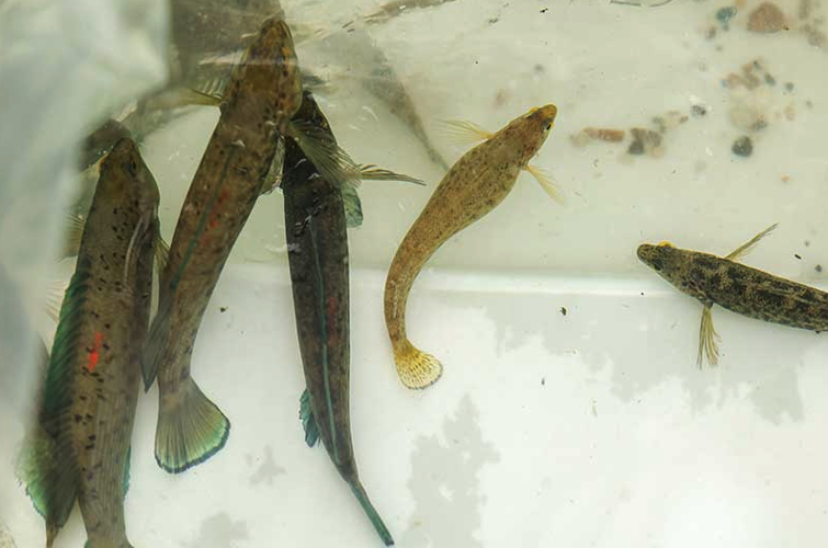 56 boulder darters released into TN river, supporting revitalization of ...