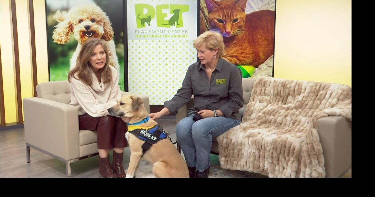 3 Plus Your Pets- Pet Placement Center | Local 3 Plus You | local3news.com
