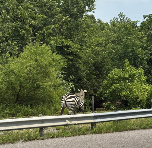 Update on Captured Zebra in Rutherford County | Regional/National Headlines | local3news.com