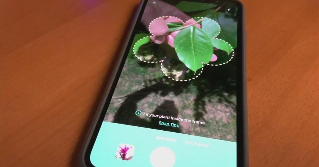APP OF THE DAY: Identify thousands of plants using the 'Blossom' app ...