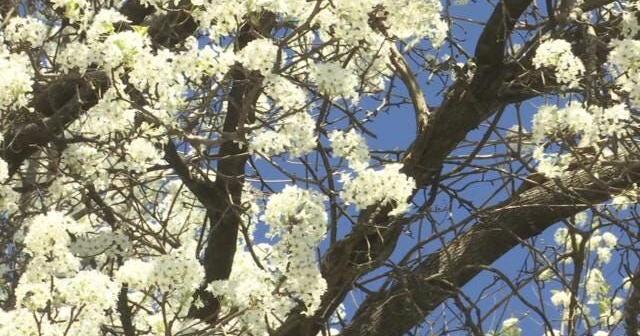 Chattanooga ranks 20th in new listing of most pollen-challenged cities ...