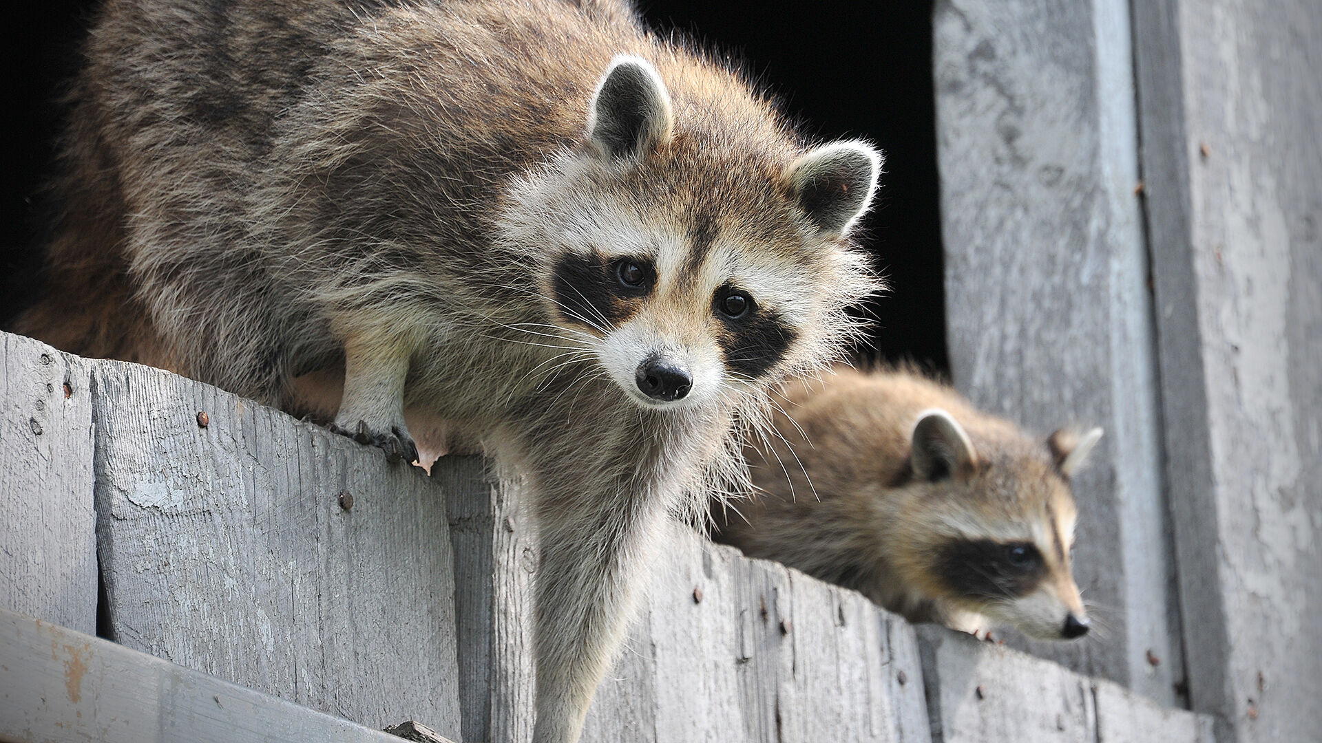 Urban Raccoons Evolving Shorter Snouts | Local News | local3news.com