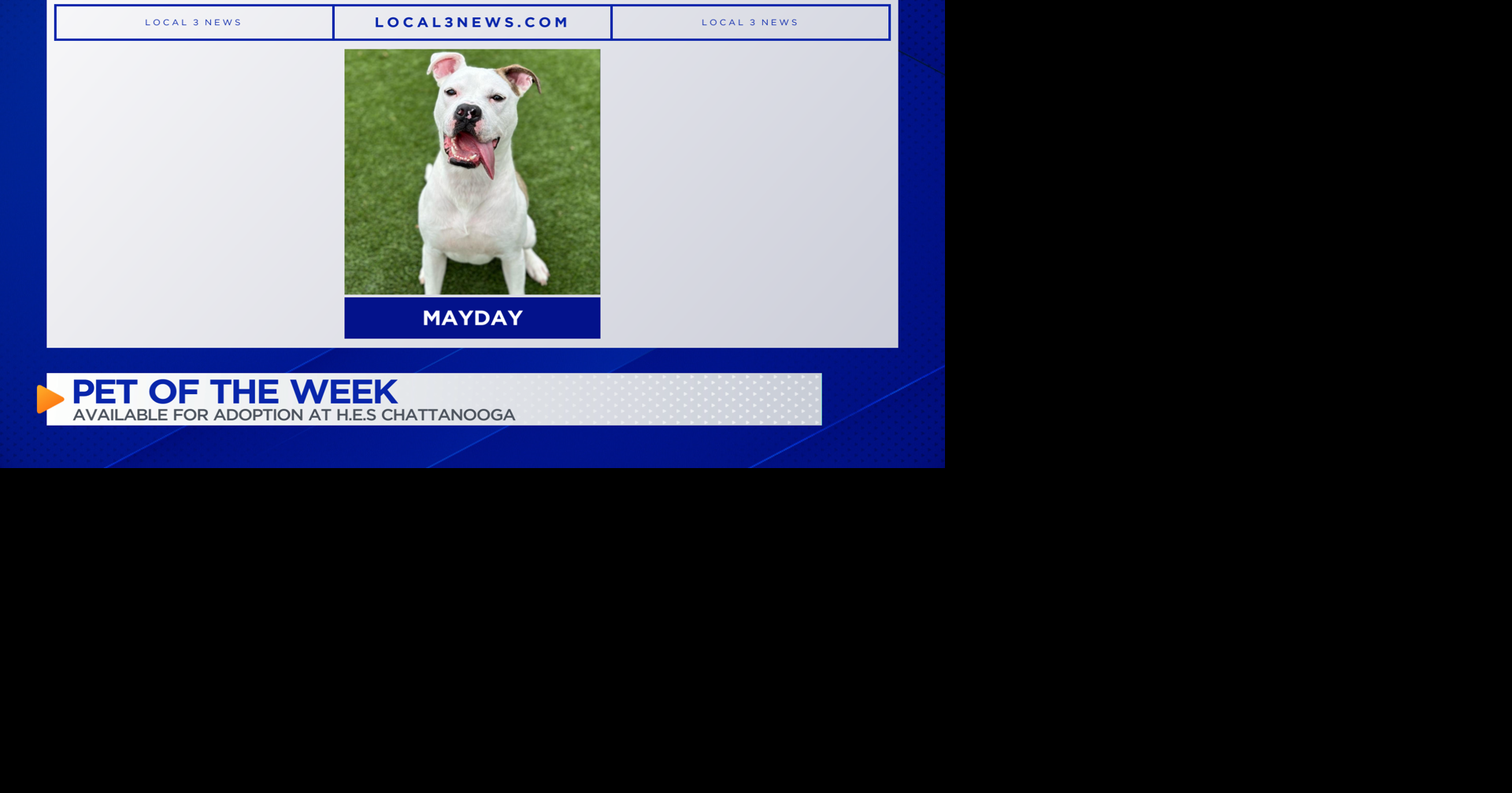 Meet Mayday: A Fun-Loving Boxer Mix at HES | Pet of the Week | local3news.com