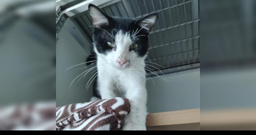 PAUL'S PETS: "Whoopie Pie" the cat up for adoption at the Humane ...