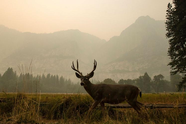 Deer mating and car accidents increase during fall months, some tips to ...