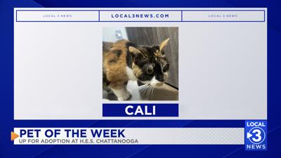 PET OF THE WEEK: Cali the cat is up for adoption at the Humane ...