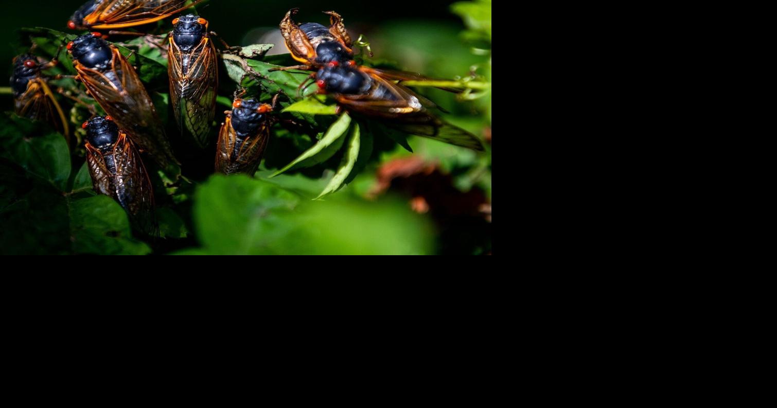 Fascinating Cicada Emergence in Spring | Regional/National Headlines ...