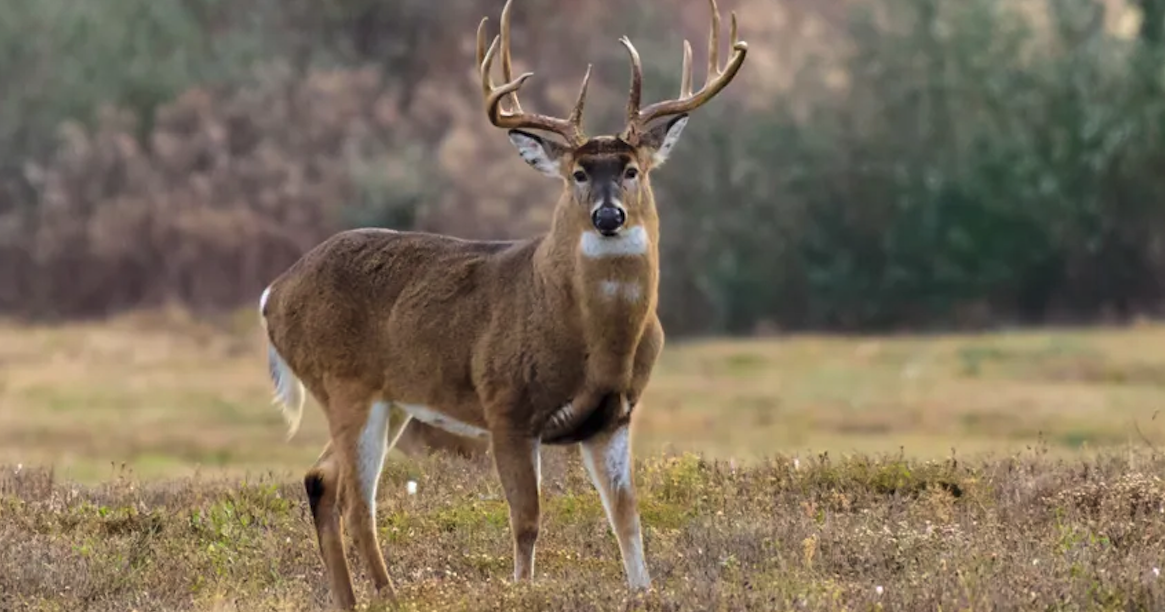 Georgia Senate Bill 148 Brings Outdoor Learning to Schools | Local News ...