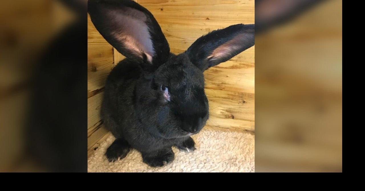 United Airlines probes death of 3-foot rabbit Simon, set to be world’s ...