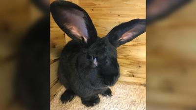 United Airlines probes death of 3-foot rabbit Simon, set to be world’s ...