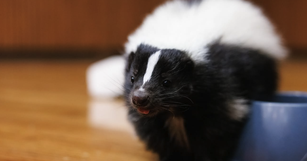 Introducing Brie, the Tennessee Aquarium's Skunk Ambassador | Local ...