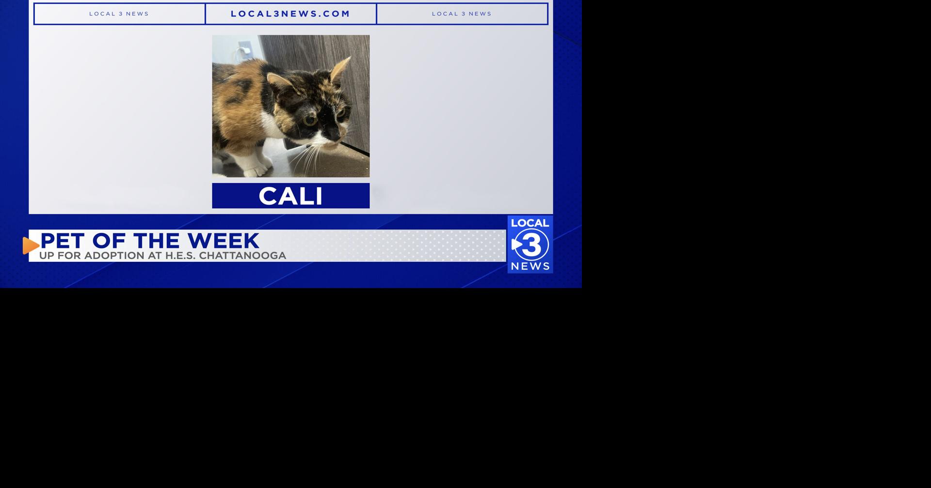 PET OF THE WEEK: Cali the cat is up for adoption at the Humane ...