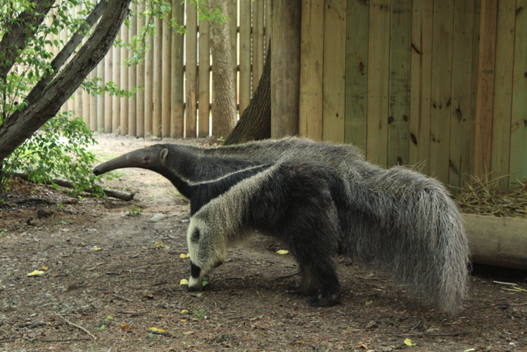 Chattanooga Zoo Mourns Loss of Male Giant Anteater Pico | Local News ...