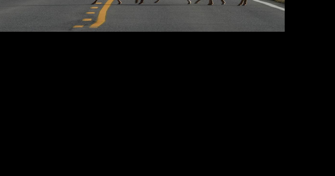 AAA's Tips on Avoiding Collisions with Deer | Local News | local3news.com