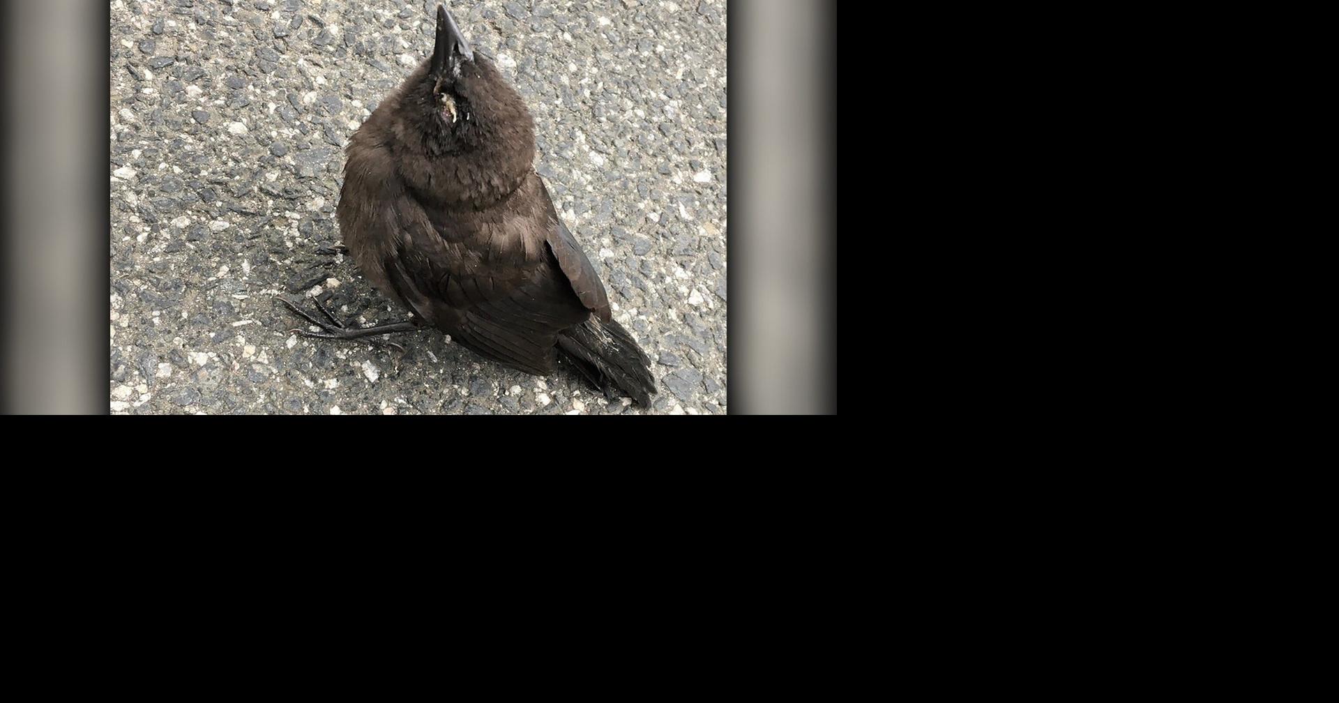 TWRA warns of birds with eye swelling, yet-unknown disease ...
