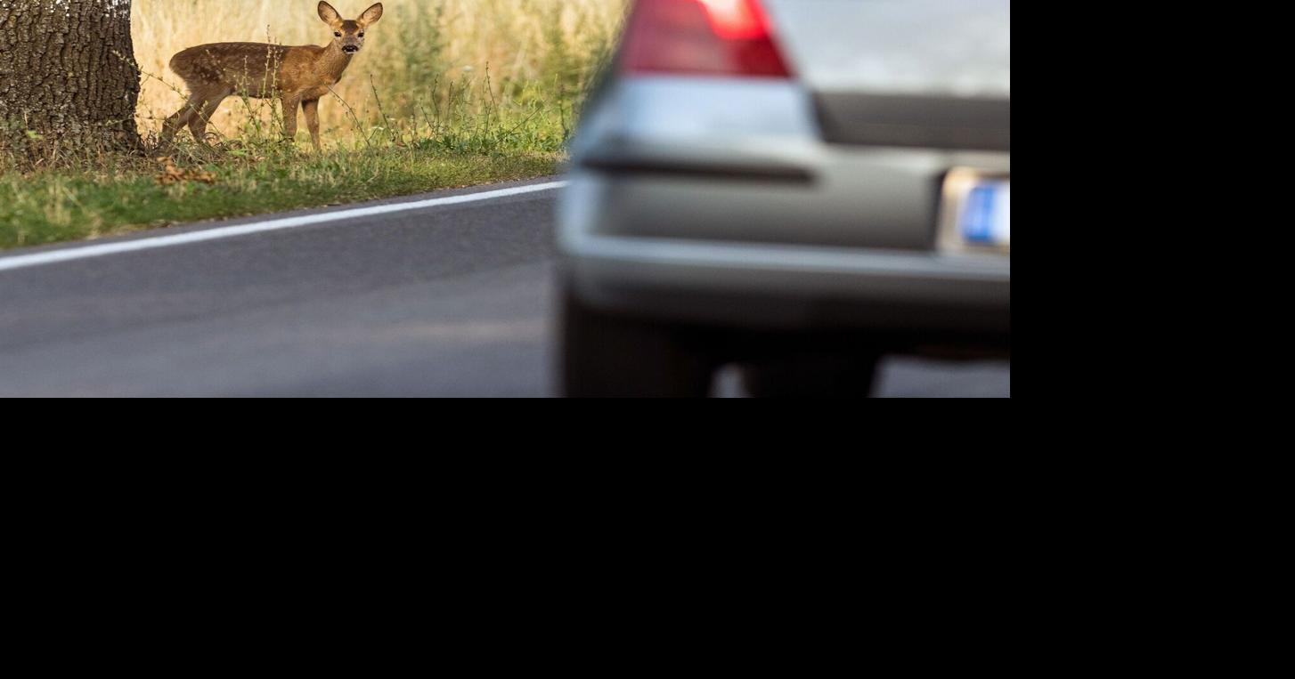 Avoid Deer-Vehicle Collisions: Tips and Statistics | Local News ...
