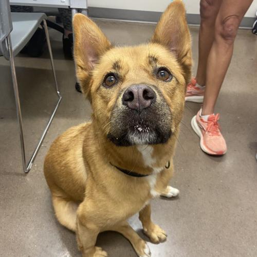 Meet Harper, Our Pet of the Week at HES | Pet of the Week | local3news.com