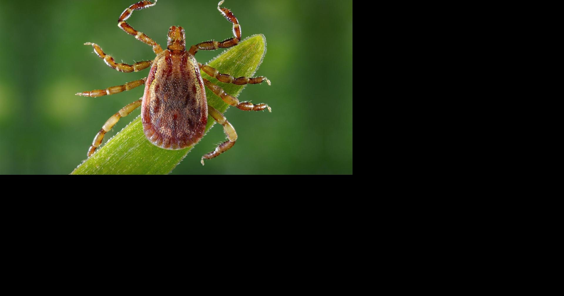 Study says ticks in Georgia have been found to carry a new and ...