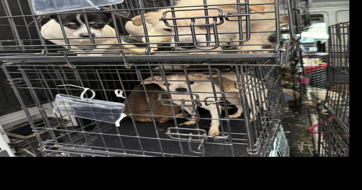 More than 70 dogs rescued from hoarder home in Murray Co.; seeking ...