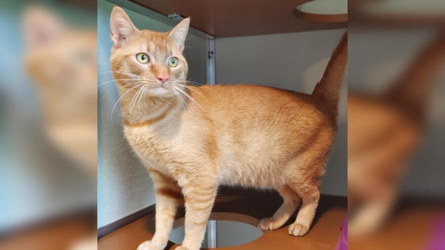 PAUL'S PETS: "Simba" the cat up for adoption at the Humane Educational ...