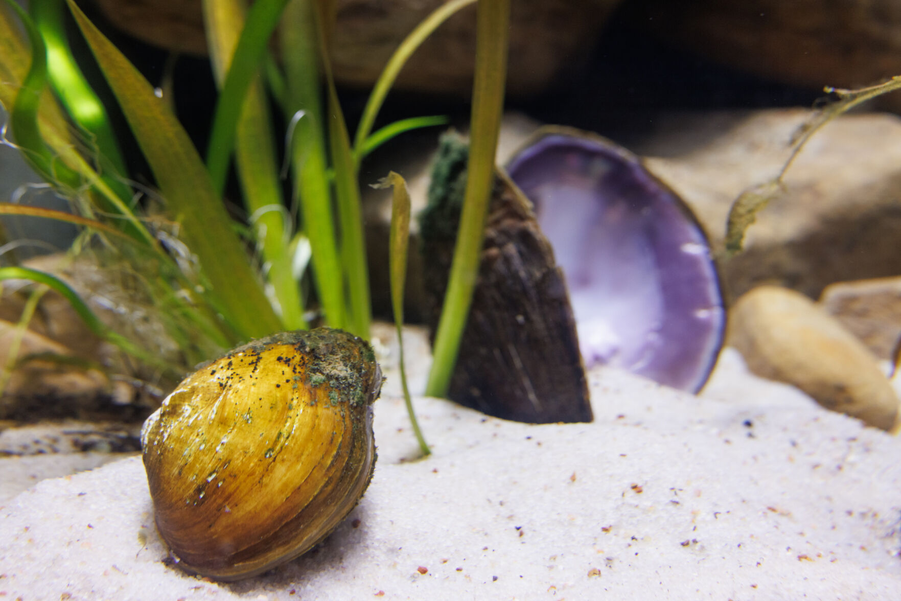 Learn about Freshwater Mussels at Tennessee Aquarium | Local News ...