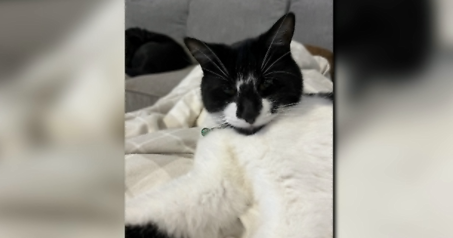 Hixson woman reunited with cat after it goes missing | Local News ...