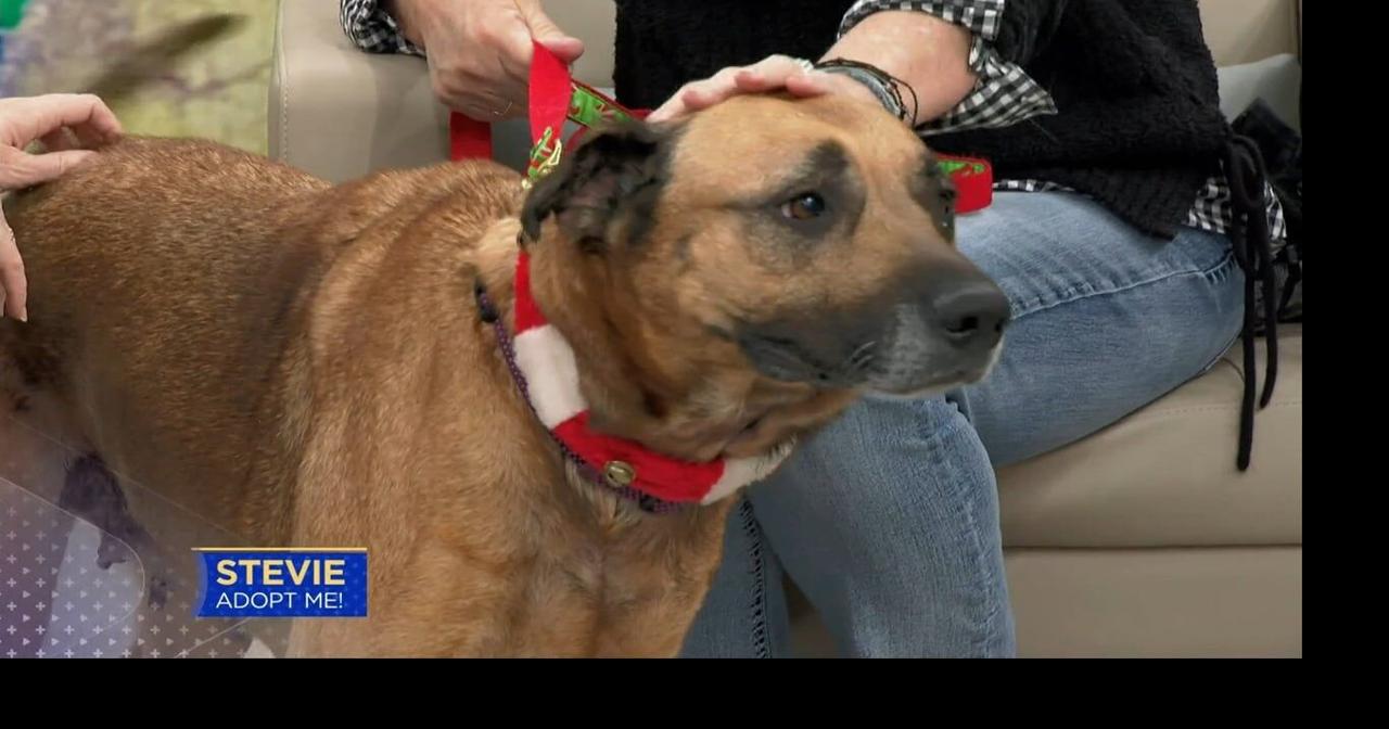 3 Plus Your Pets- Pet Placement Center | Local 3 Plus You | local3news.com