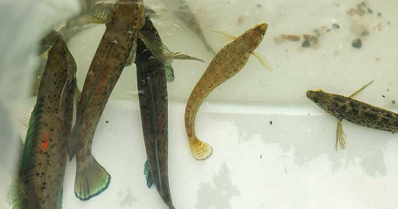 56 boulder darters released into TN river, supporting revitalization of ...