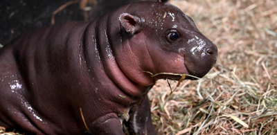 This Virginia zoo really got a hippopotamus for Christmas | Regional ...