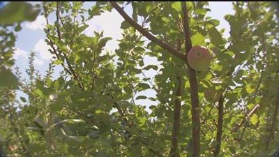 Ellijay apple orchard grows first crop of Honey Crisps | What's ...