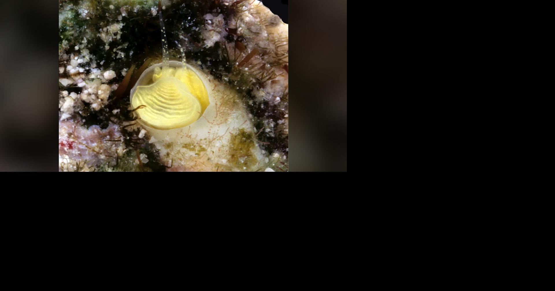 Newly discovered snail in Florida Keys is named after Jimmy Buffett ...