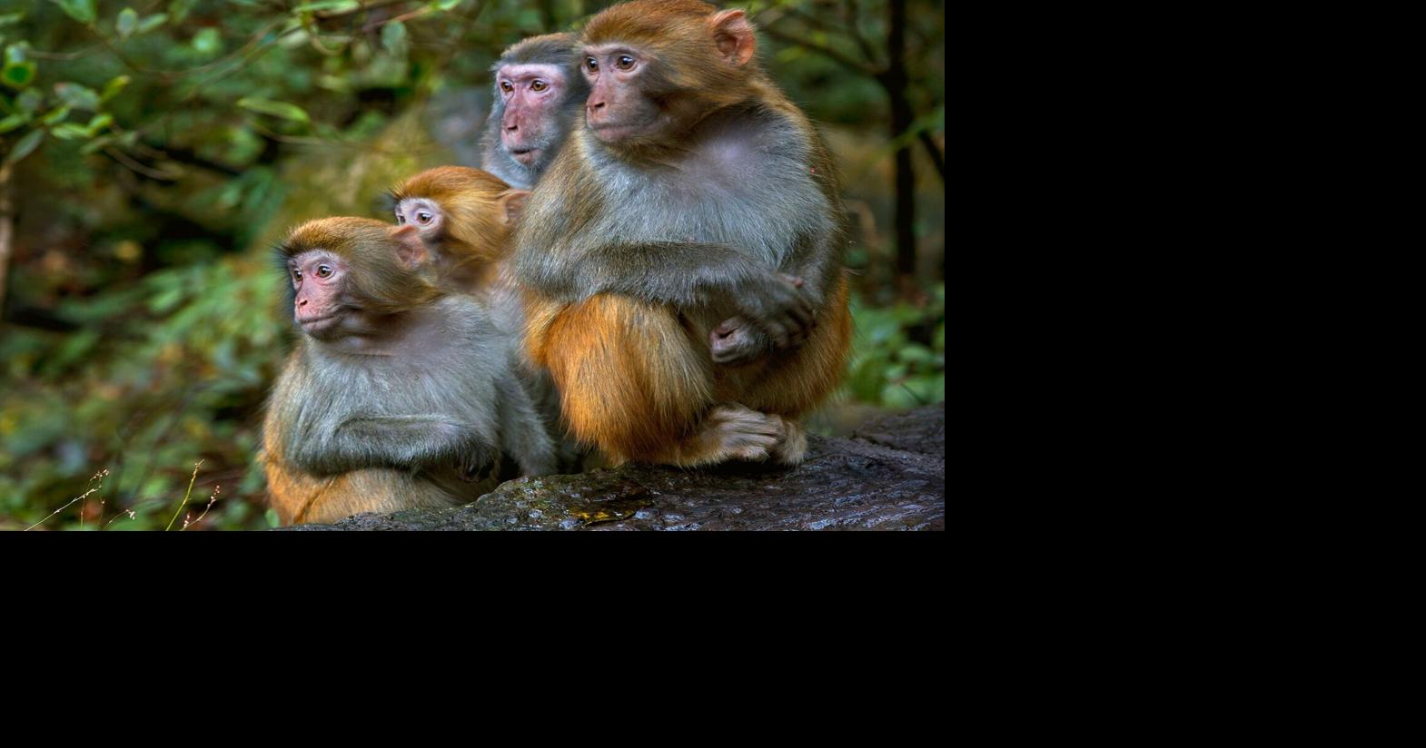 Monkeys Escape Research Facility: SC Town on High Alert | Regional ...
