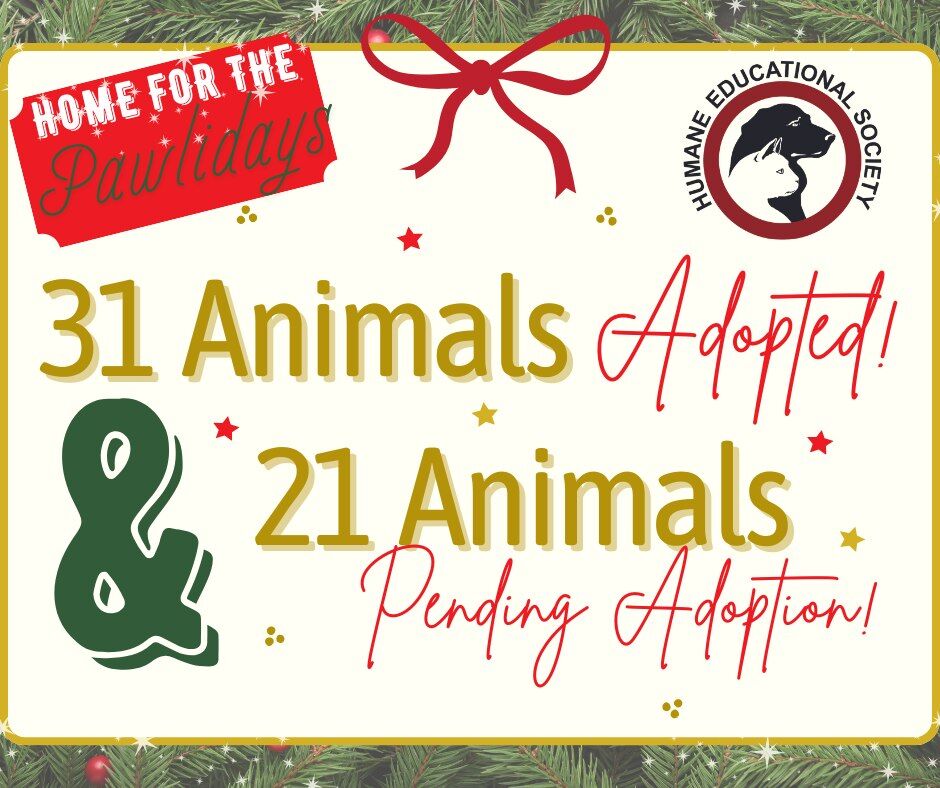 Find Your Perfect Pet at HES this Holiday Season | Local News ...