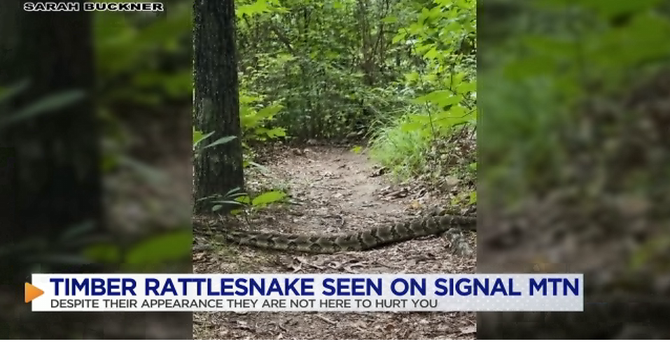 Viral Video of giant Timber Rattlesnake goes viral, Local Herpetologist ...