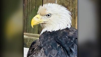 Bald Eagle Recovery in Rhea County | Local News | local3news.com