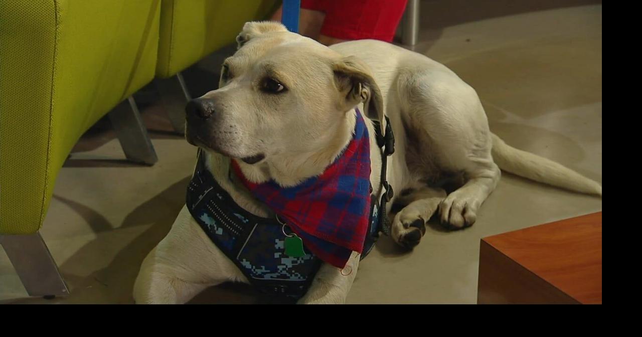 3 Plus Your Pets- Pet Placement Center | Local 3 Plus You | local3news.com