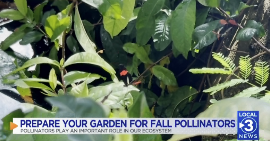 Preparing your garden for fall pollinators | Local News | local3news.com