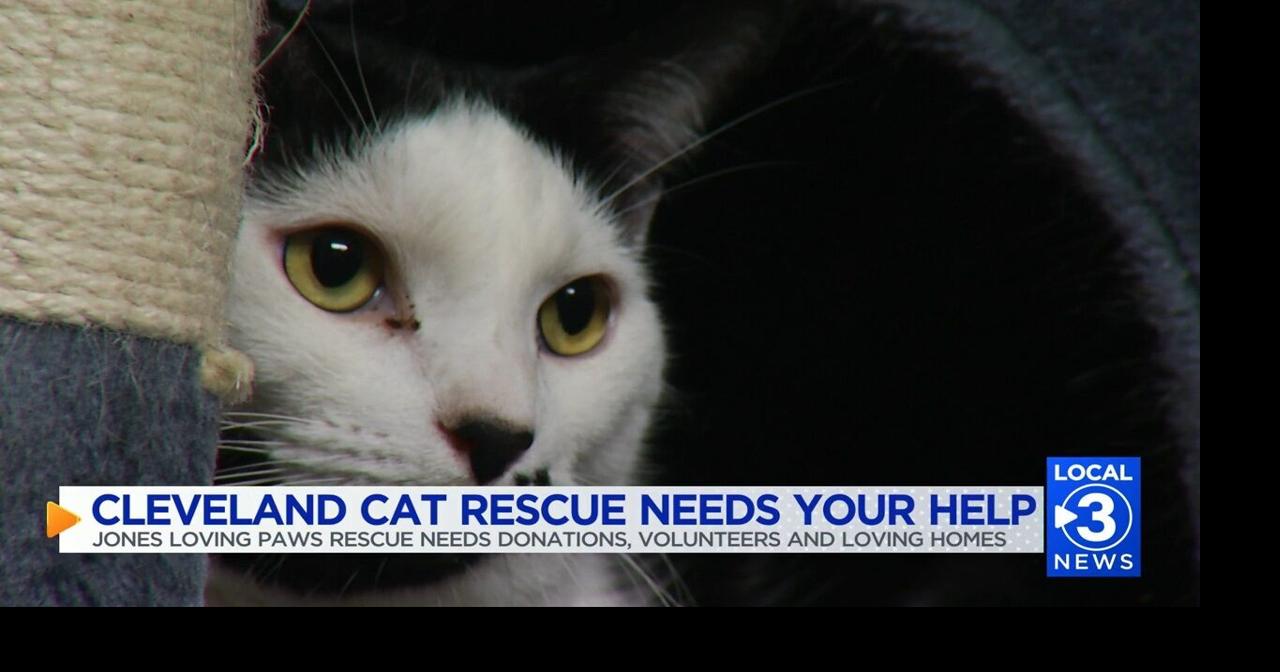 Cleveland cat rescue needs your help | Local News | local3news.com