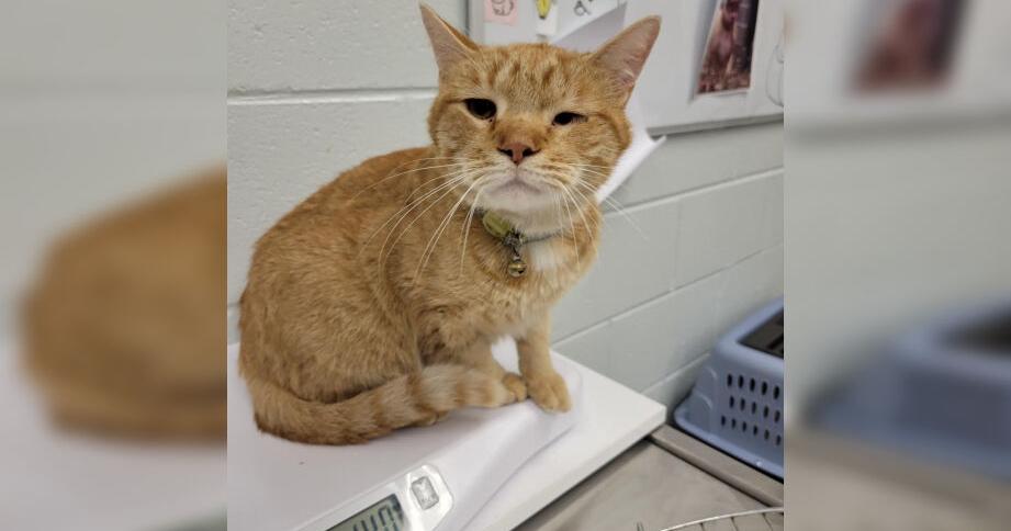 PAUL'S PETS: 'Jeffrey' the cat up for adoption at Human Educational ...