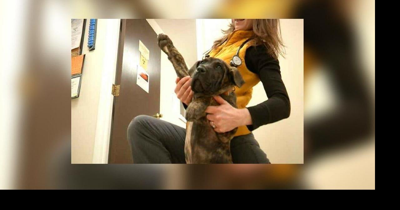 'Doga' exercise class improves dogs' posture, behavior | What's ...
