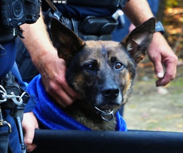 UPDATE: CPD K9 Diesel remembered for courage, service after dying in ...