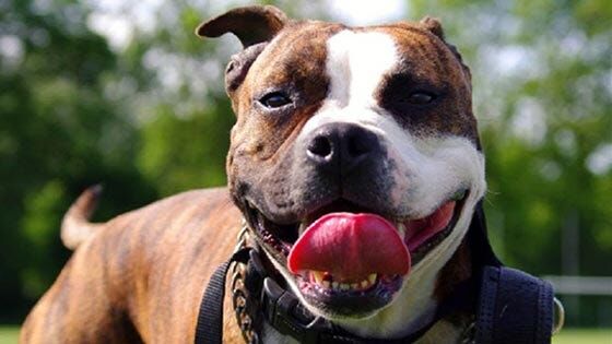 Feds announce dog fighting charges | What's Trending | local3news.com
