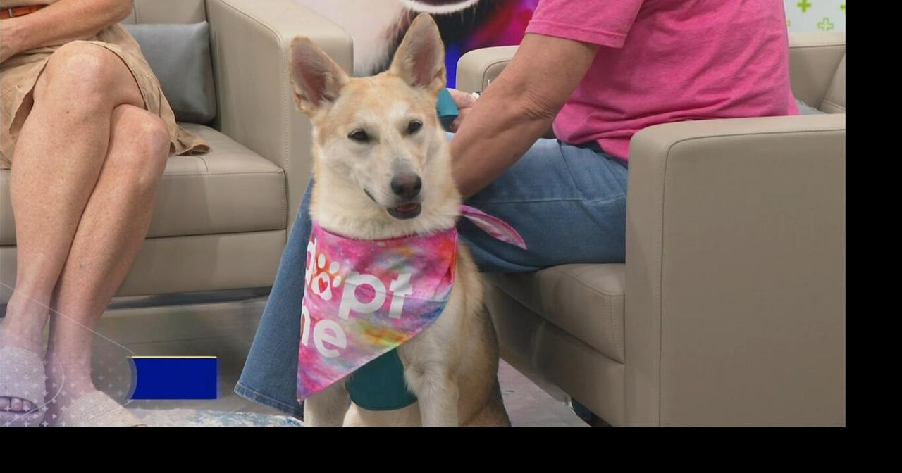 3 Plus Your Pets- Pet Placement Center | Local 3 Plus You | local3news.com