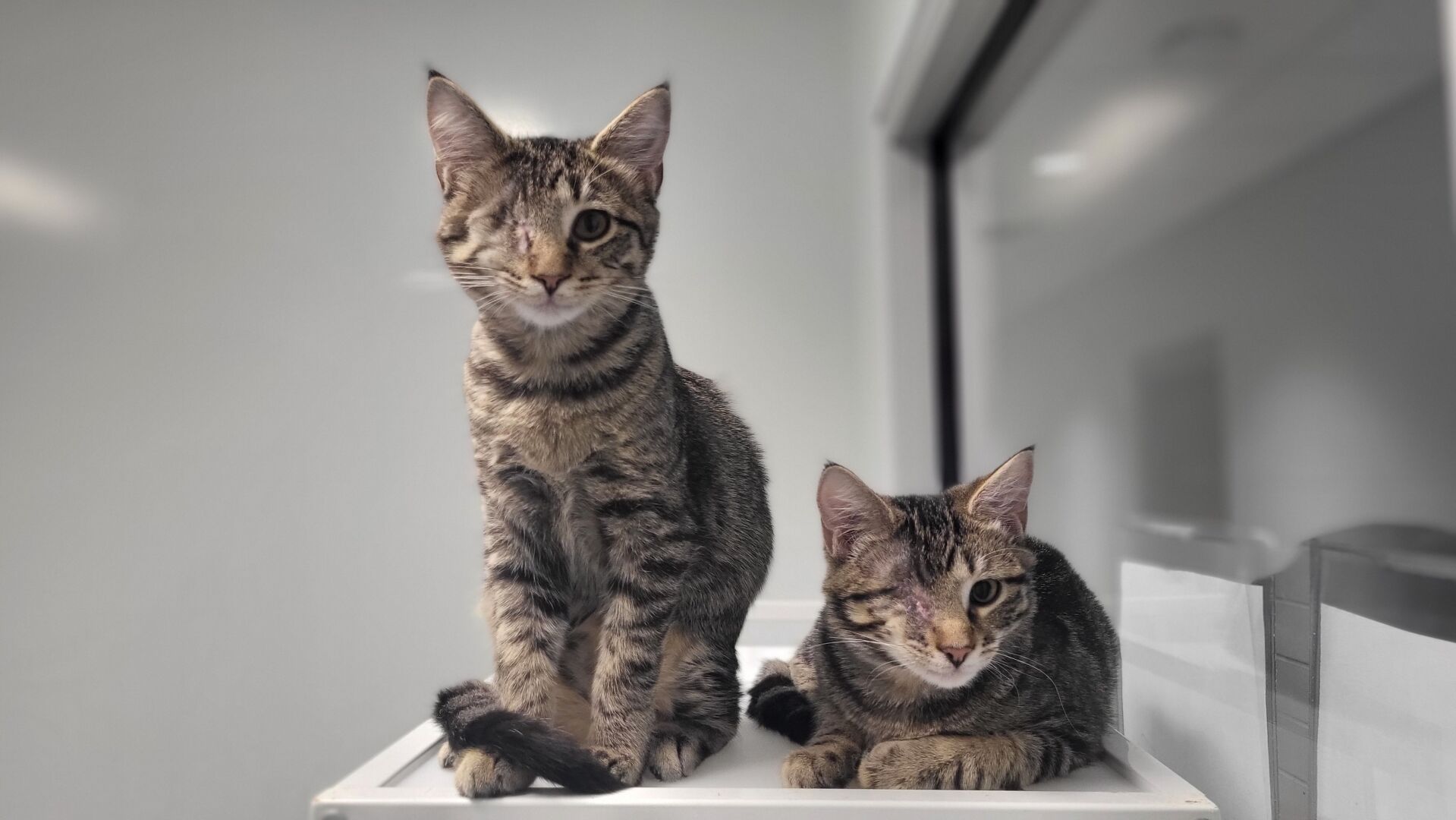 Meet Jumba and Pleakley, our Bonded Kitten Brothers | Pet of the Week ...