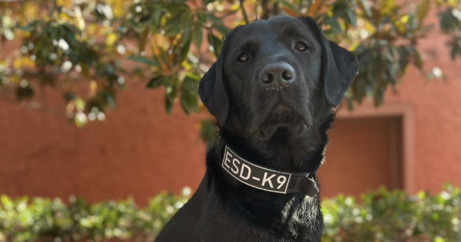 Cleveland Police Department Welcomes Kache the K9 to their Force ...