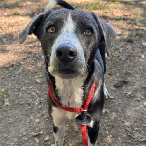 Meet Mr. Elder Moonshine, the Enchanting Rescue Dog | Local News ...