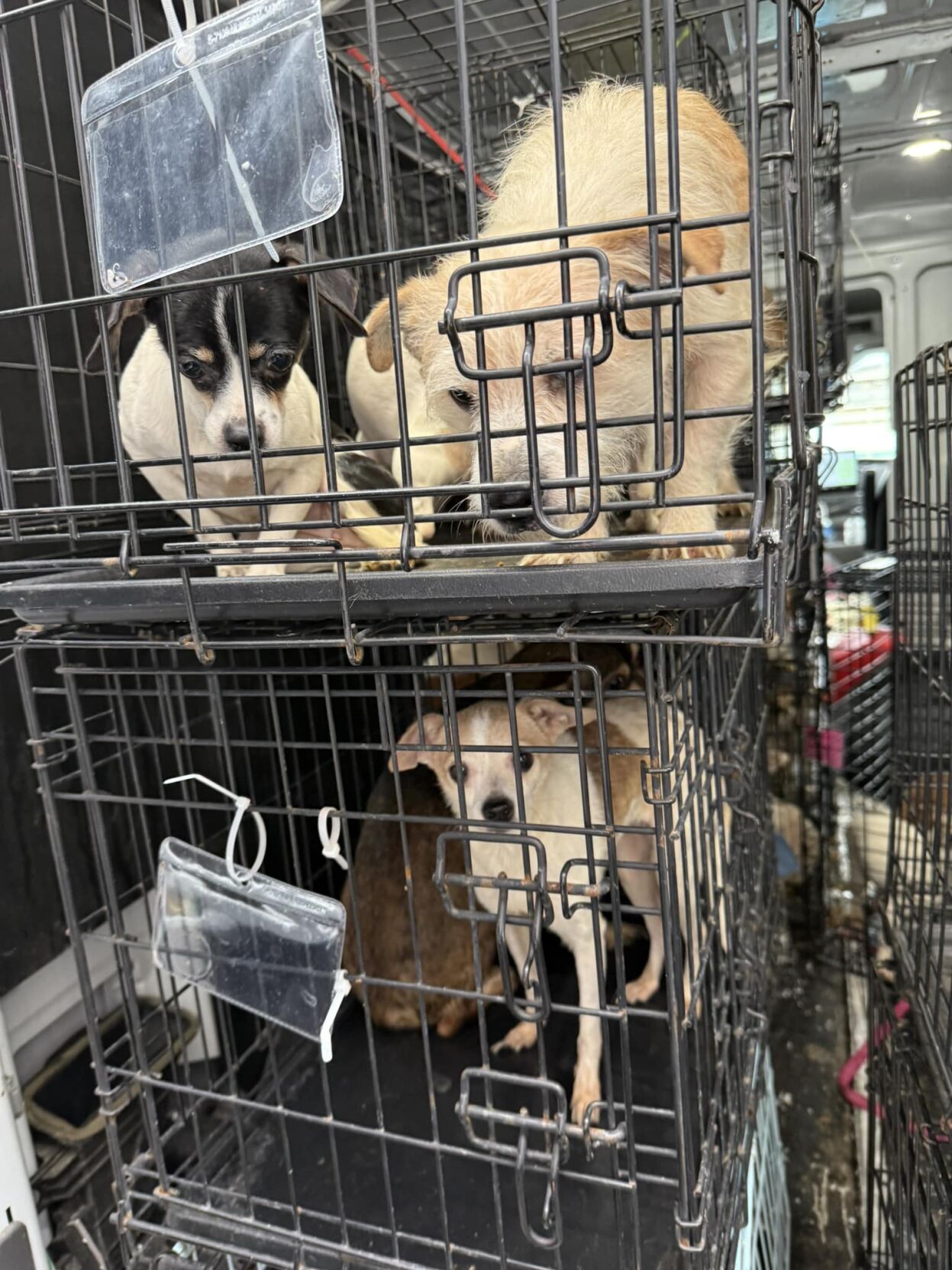 More than 70 dogs rescued from hoarder home in Murray Co.; seeking ...