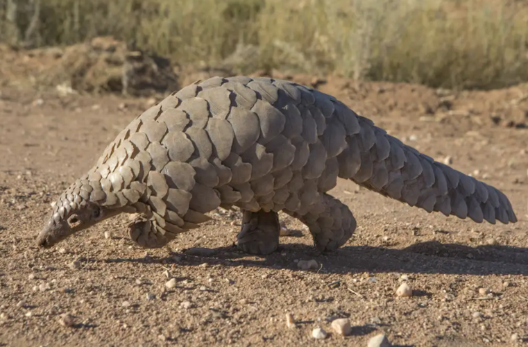 UTC professor helps ID 2 million year old Pangolin fossil | Local News ...